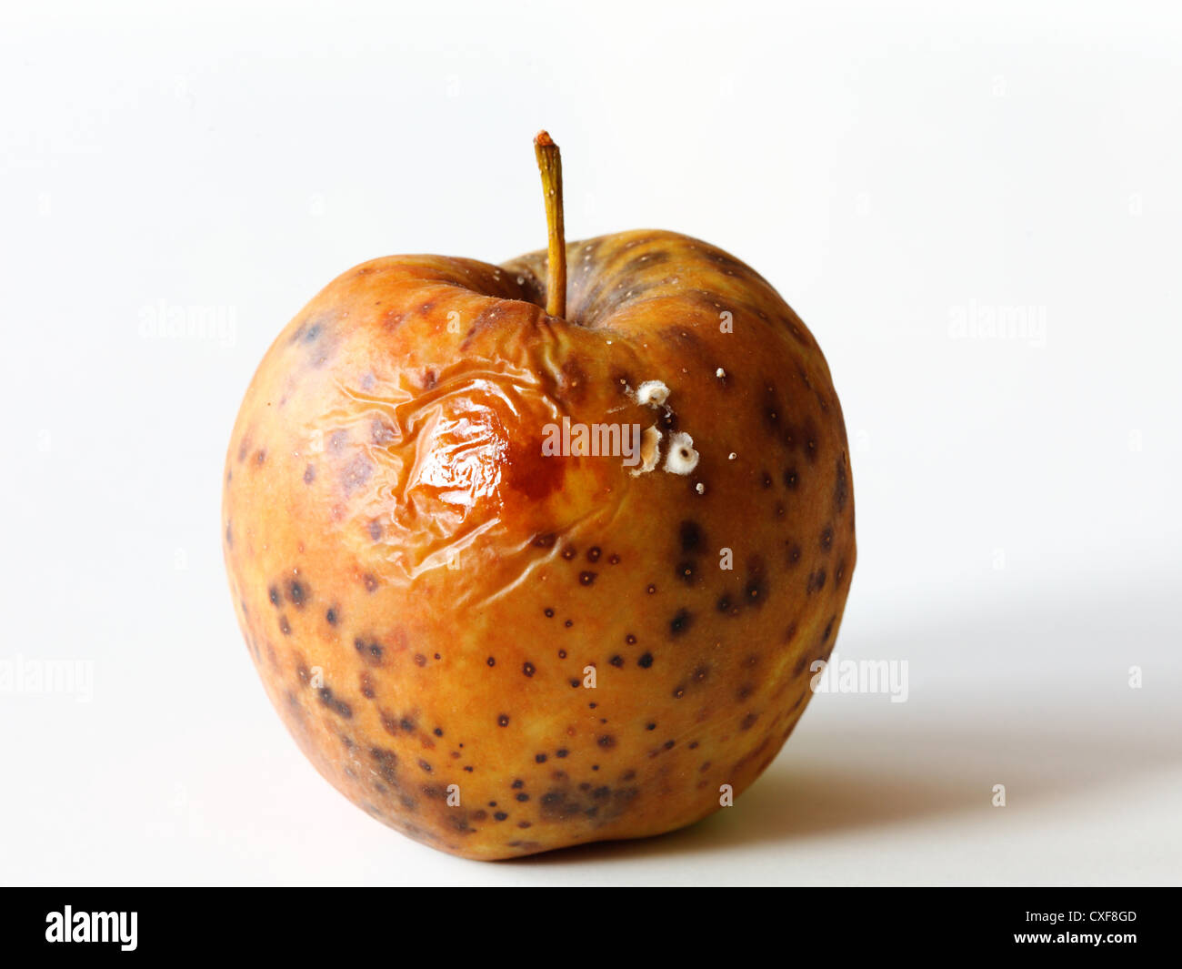 spoiled one bad red apple on white background Stock Photo - Alamy