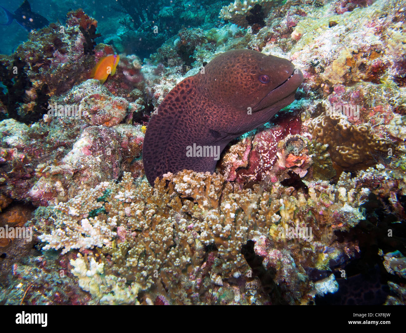 Giant moray eel (Gymnothorax javanicus Stock Photo - Alamy