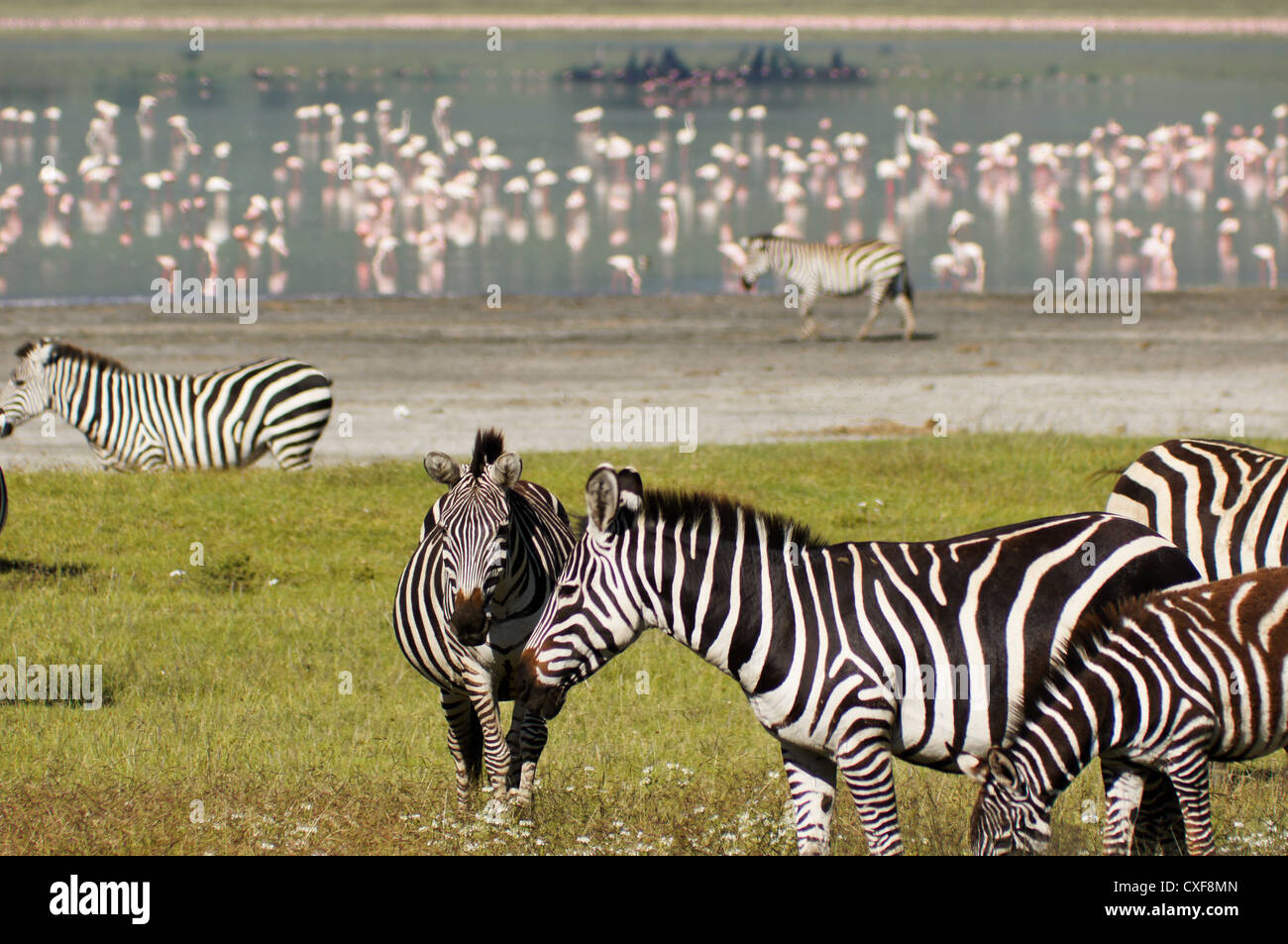 Zebra flamingo hi-res stock photography and images - Alamy