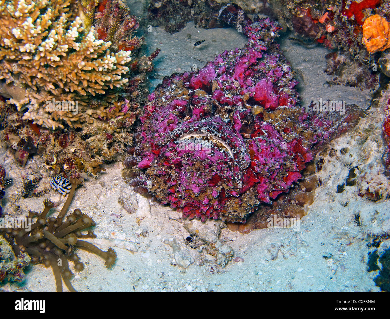 Stonefish (Synanceia verrucosa Stock Photo - Alamy