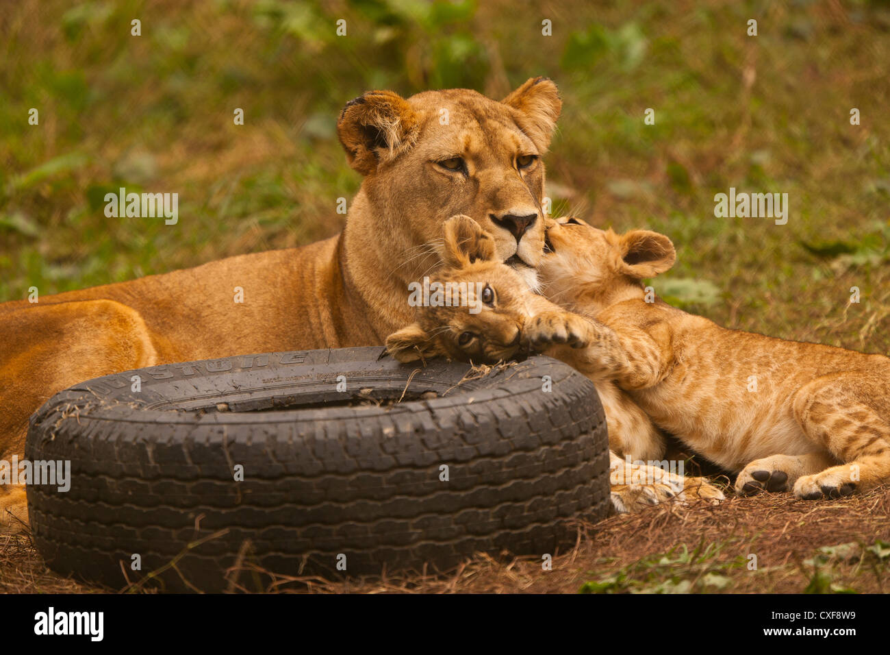 Barbary Lion (Panthera leo leo) Cubs With Mother Stock Photo - Alamy