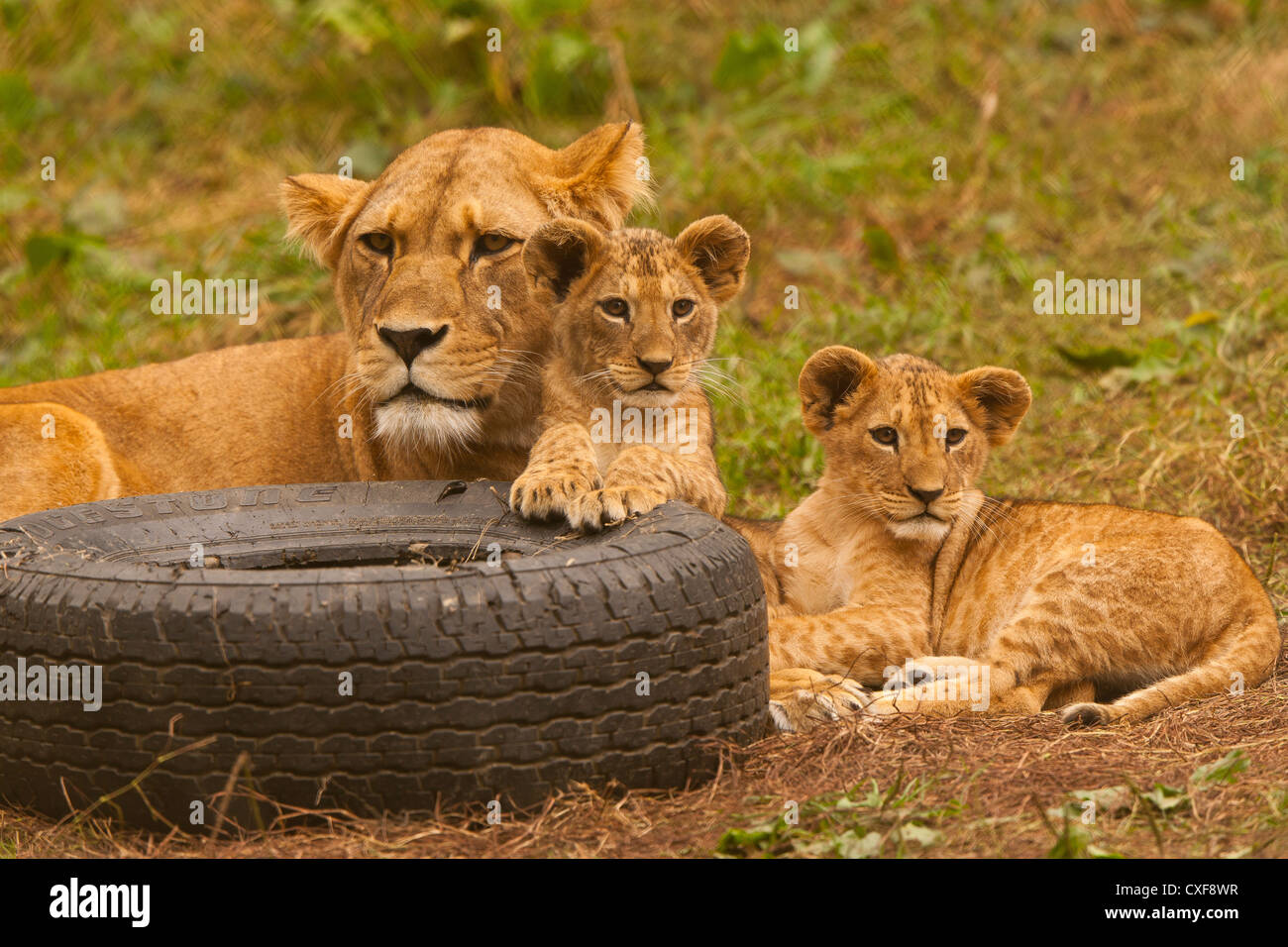 Barbary Lion (Panthera leo leo) Cubs With Mother Stock Photo - Alamy