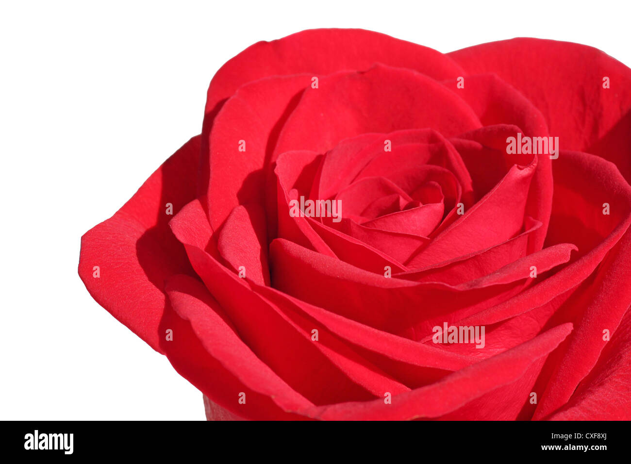 Red rose white rose hi-res stock photography and images - Alamy