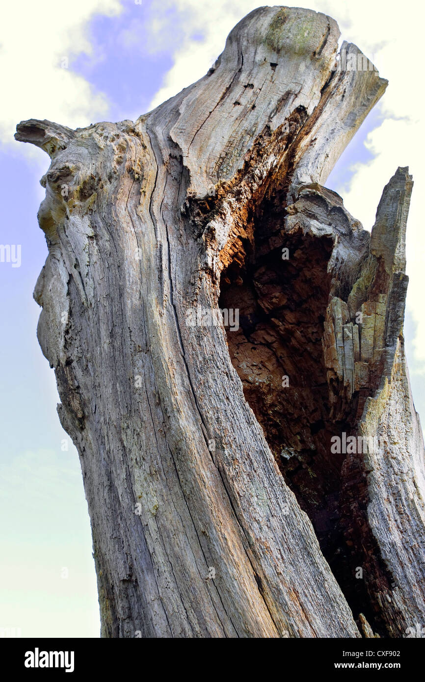 Dead heartwood hi-res stock photography and images - Alamy