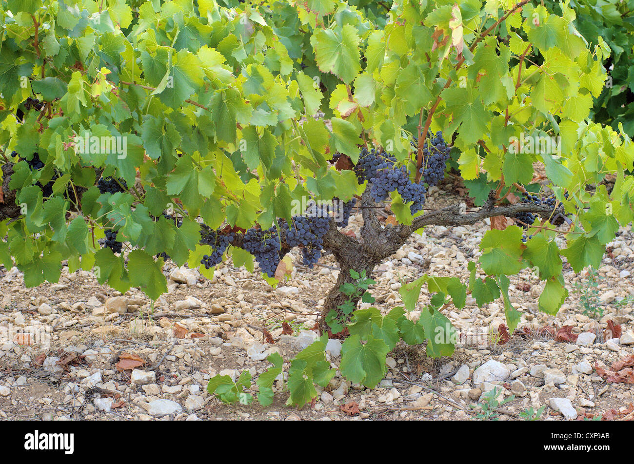 Fruiting grapevine Bedoin Provence France Stock Photo - Alamy