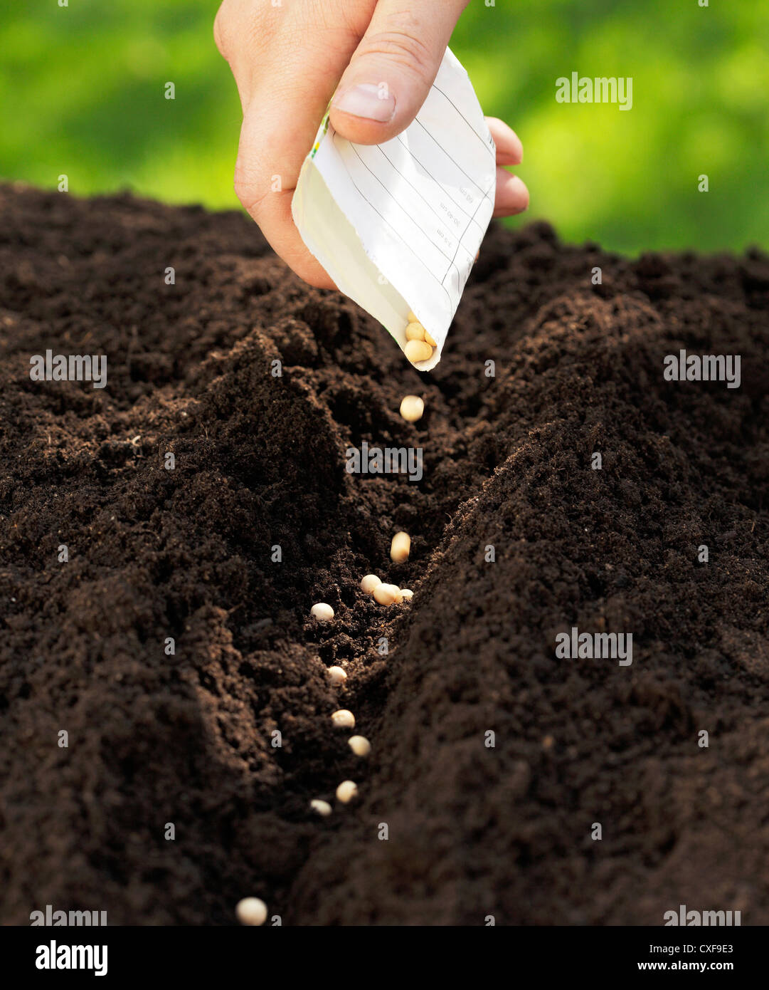 Sown man hi-res stock photography and images - Alamy