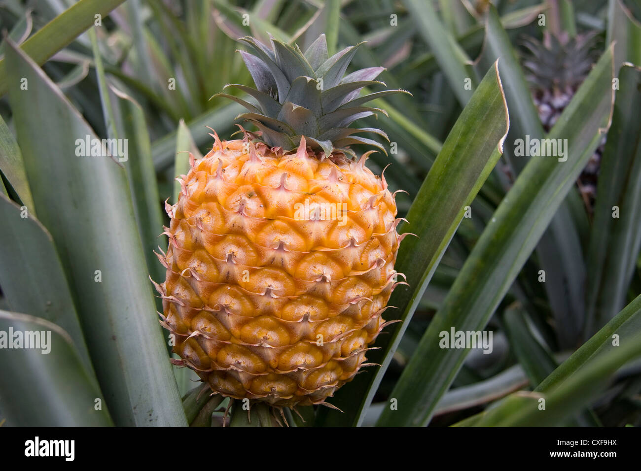 Raw nature azores hi-res stock photography and images - Alamy