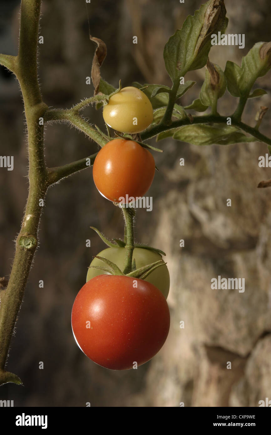 Picture: Steve Race - Fresh, Sun-ripened tomato, Spain Stock Photo - Alamy