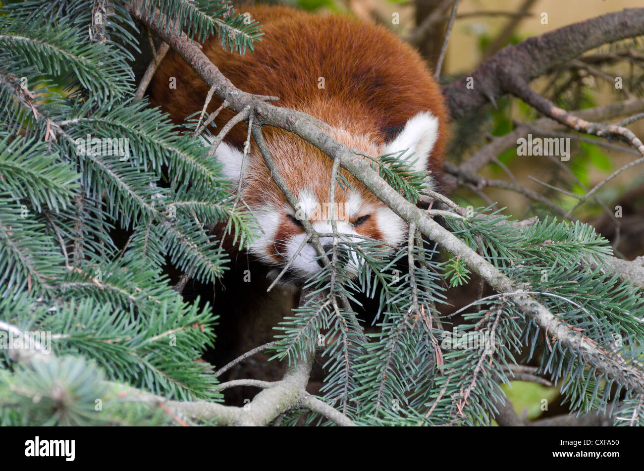 Red Panda while sleeping on the branches of a fir tree Stock Photo - Alamy