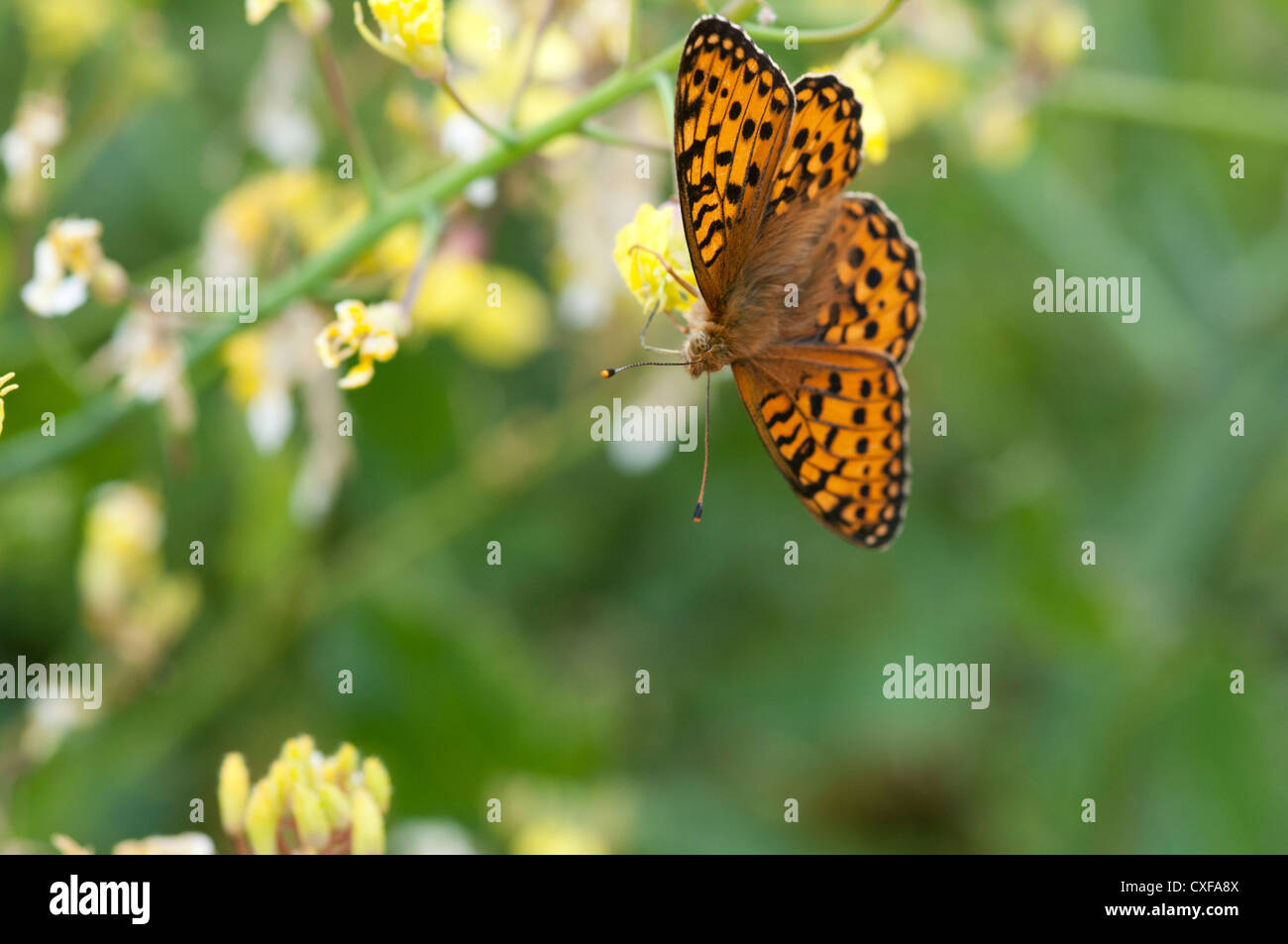 Sea radish hi-res stock photography and images - Alamy