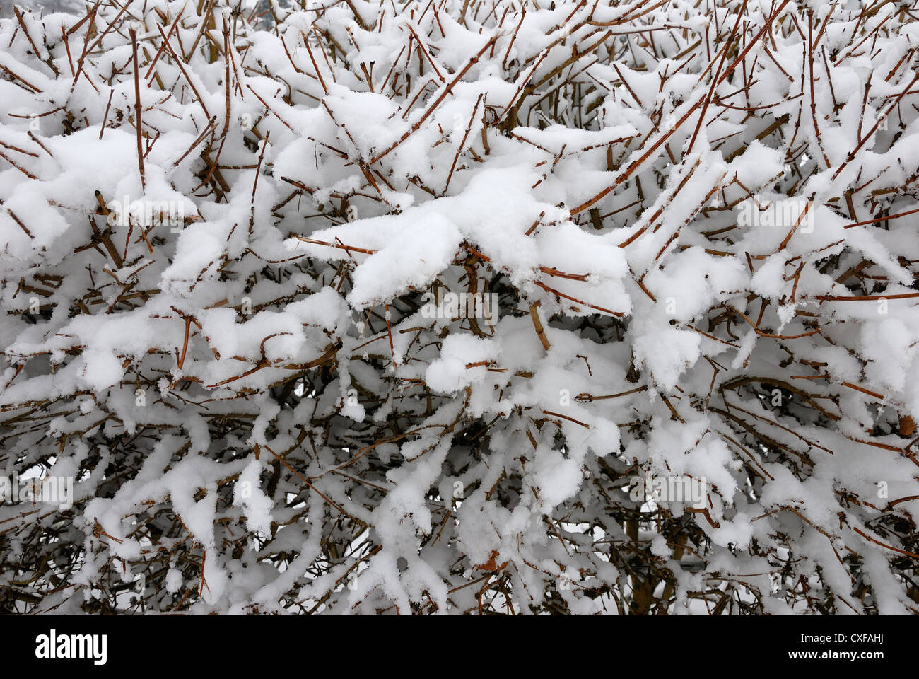 Twig hedge hi-res stock photography and images - Alamy