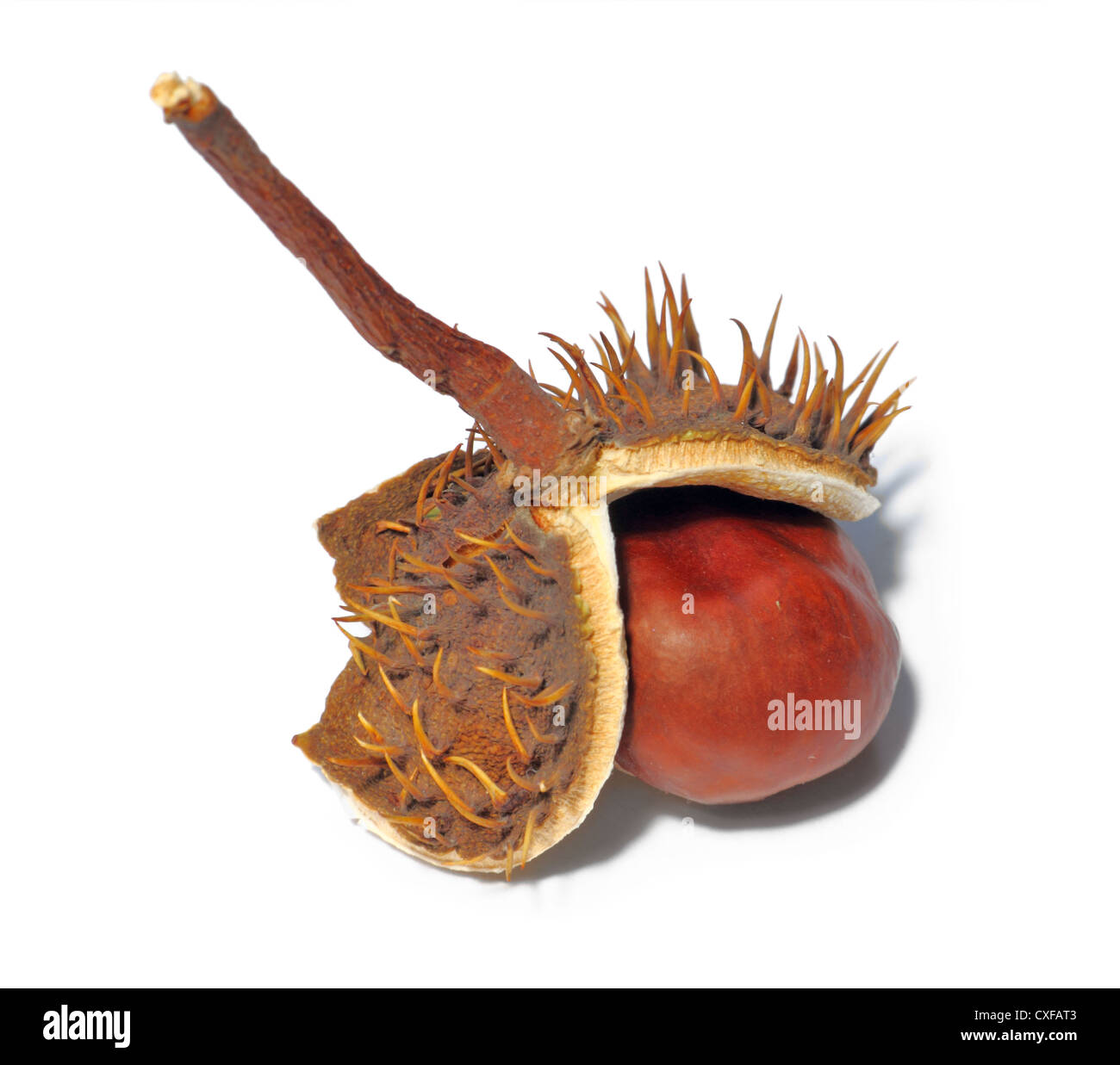 Chestnut brown hi-res stock photography and images - Alamy