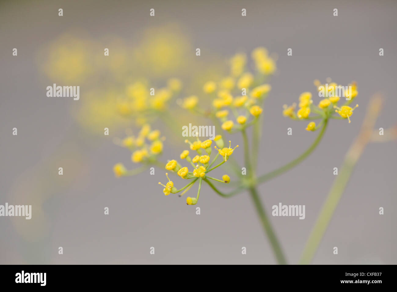 Fennel yellow flower hi-res stock photography and images - Alamy