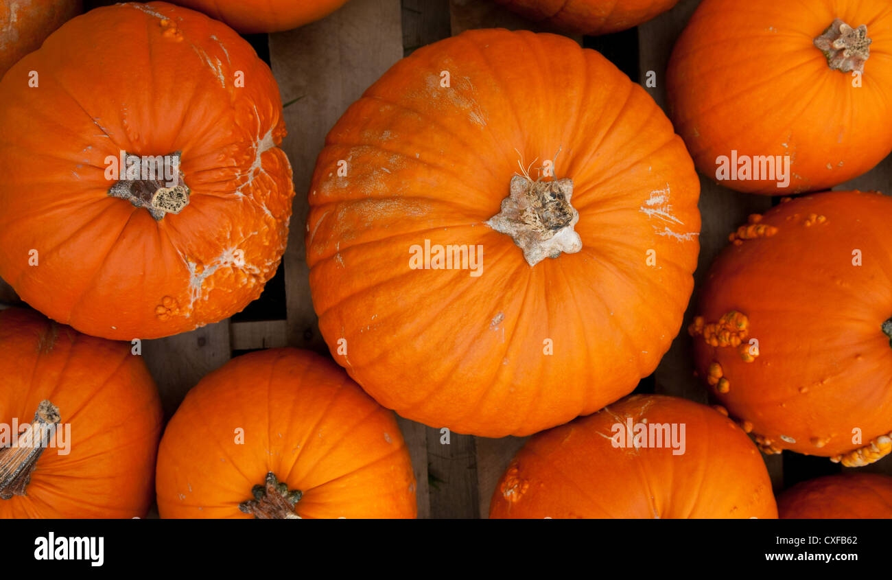 background of pumpkins Stock Photo - Alamy