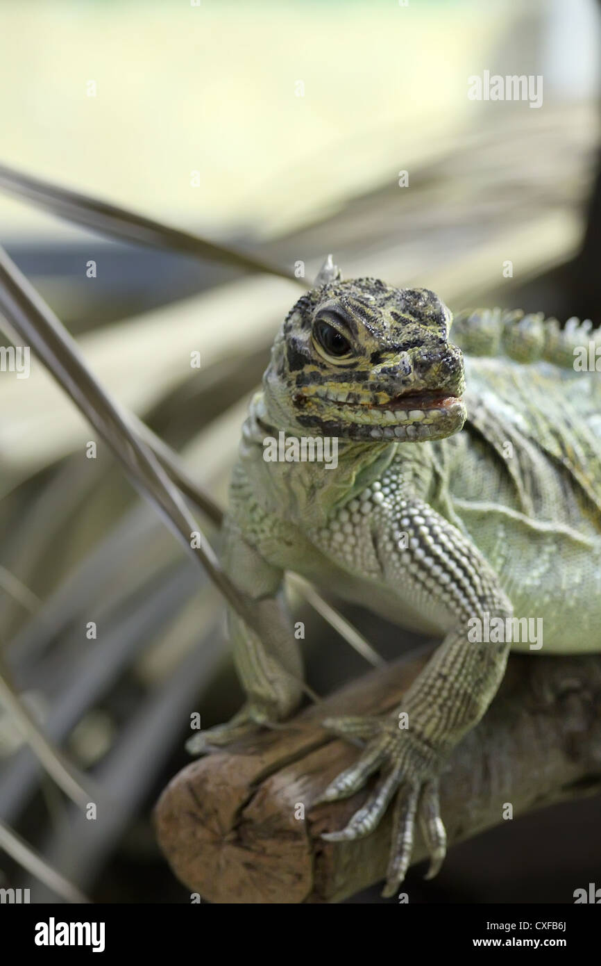 Hydrosaurus hi-res stock photography and images - Alamy