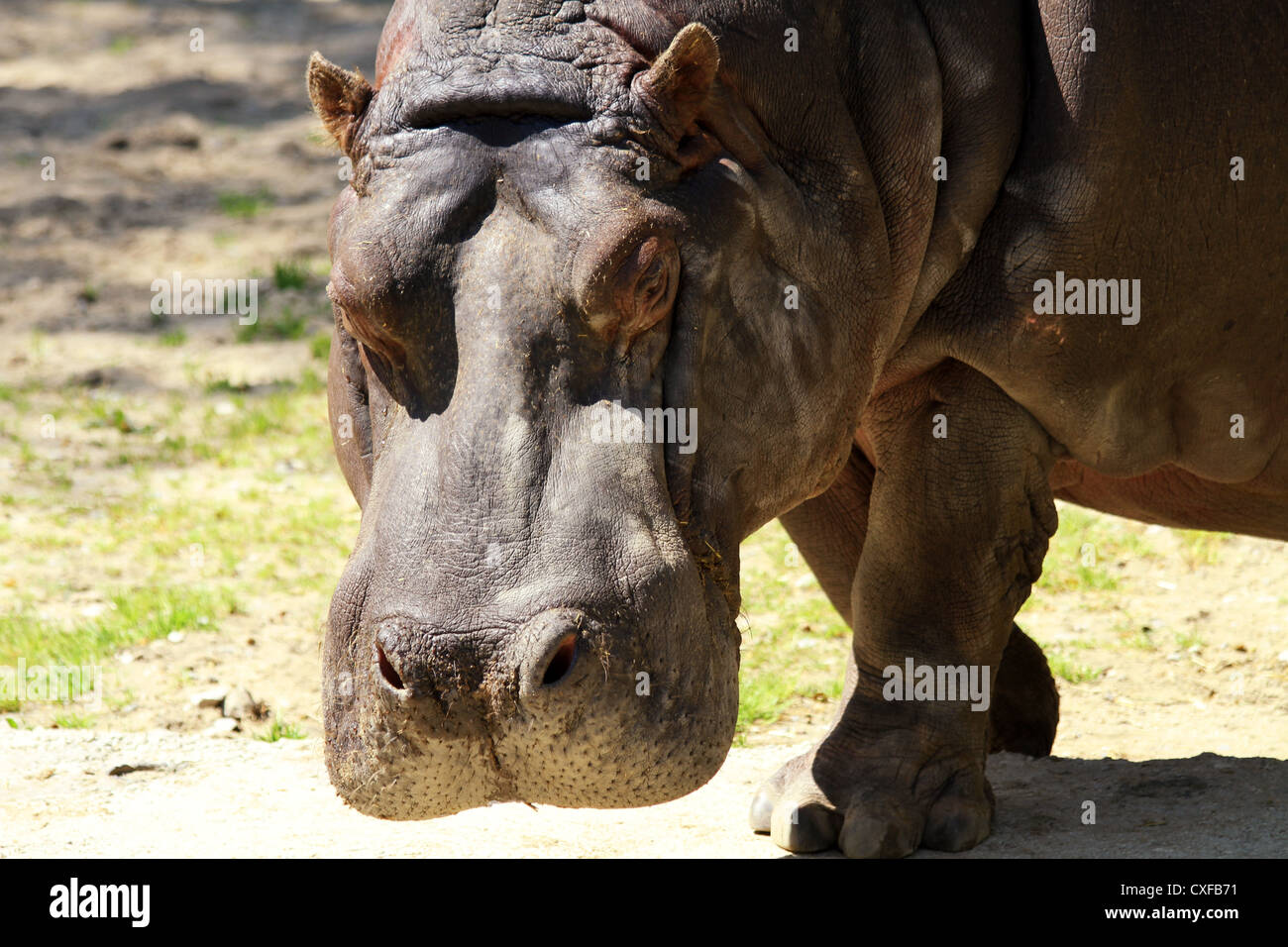 Big fat hippo hi-res stock photography and images - Alamy