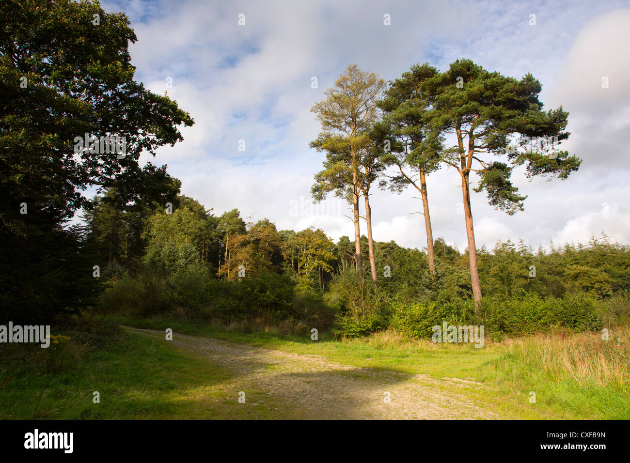 Ladock hi-res stock photography and images - Alamy