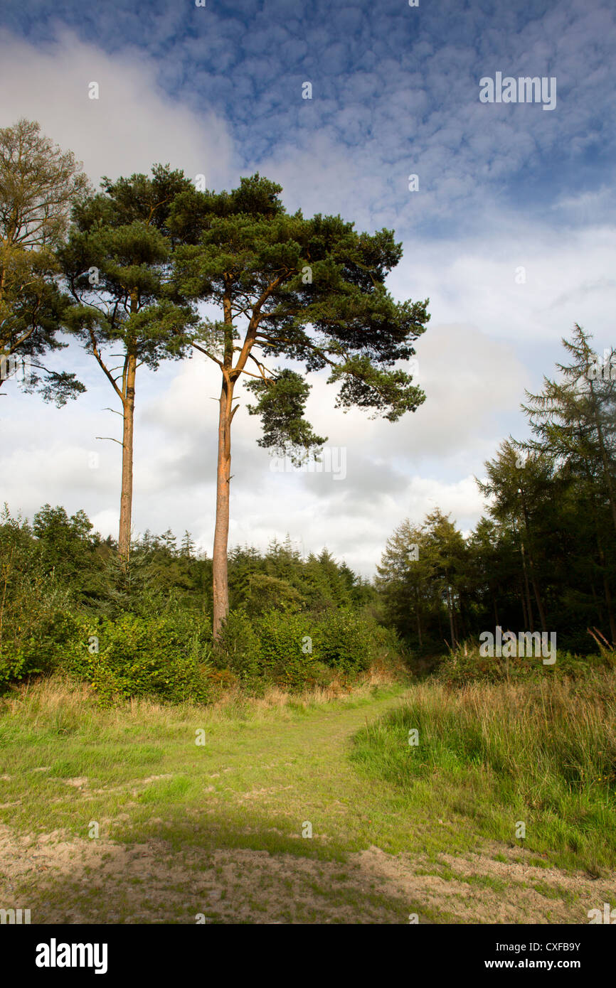 Ladock wood; Cornwall; UK Stock Photo - Alamy