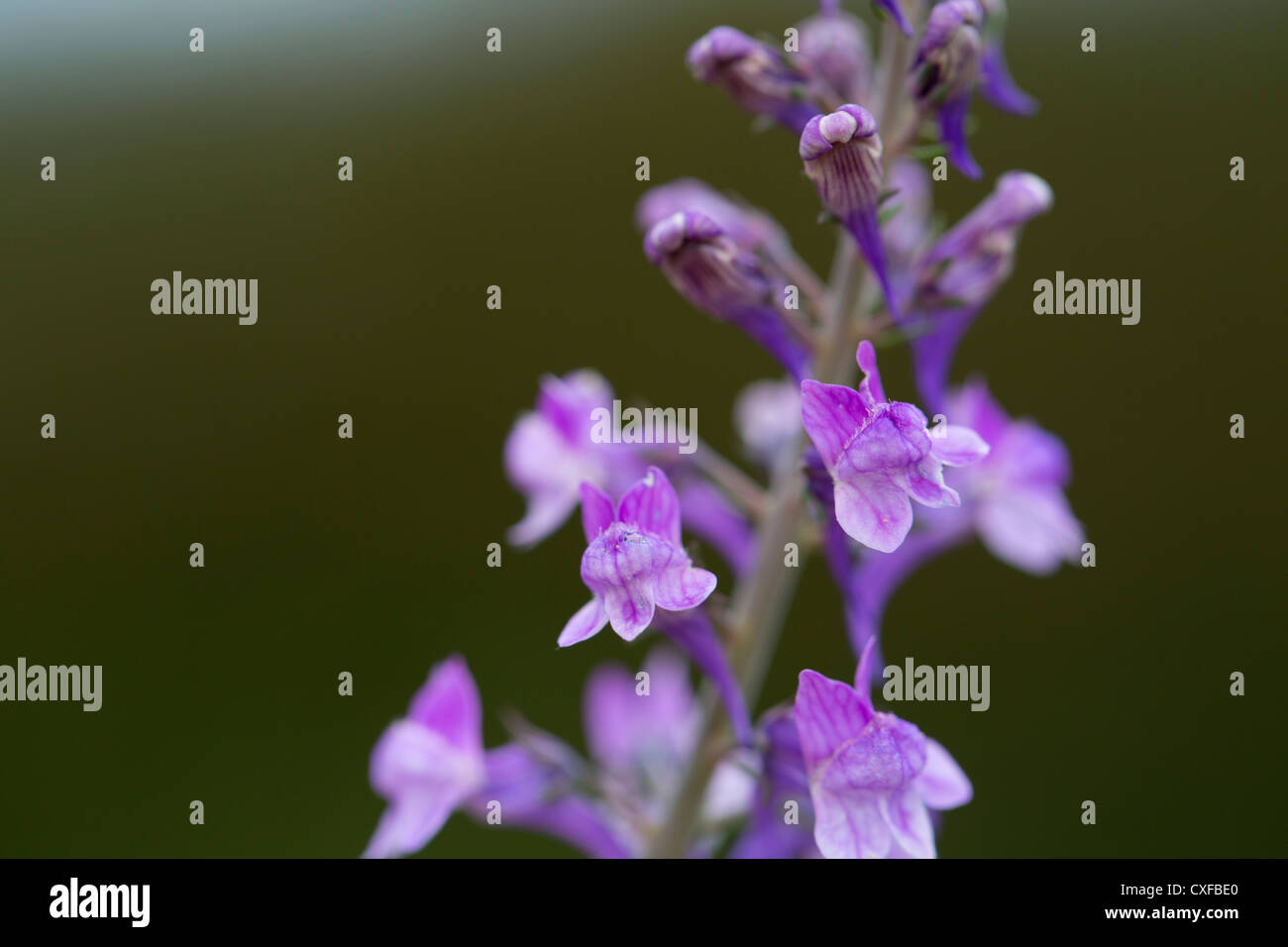 Purple Toadflax Linaria High Resolution Stock Photography and Images ...
