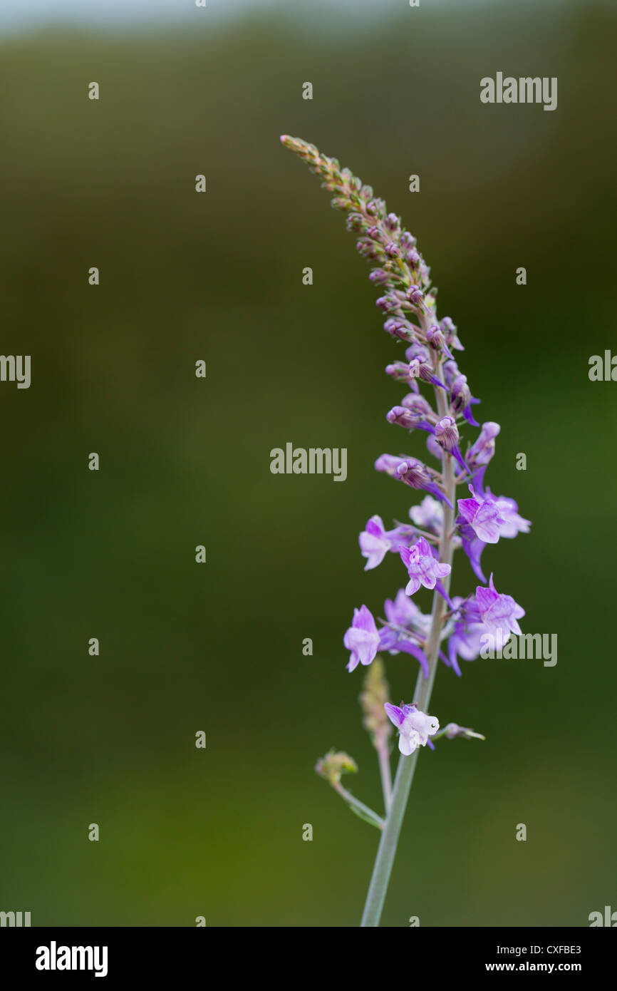 Purple toadflax linaria hi-res stock photography and images - Alamy
