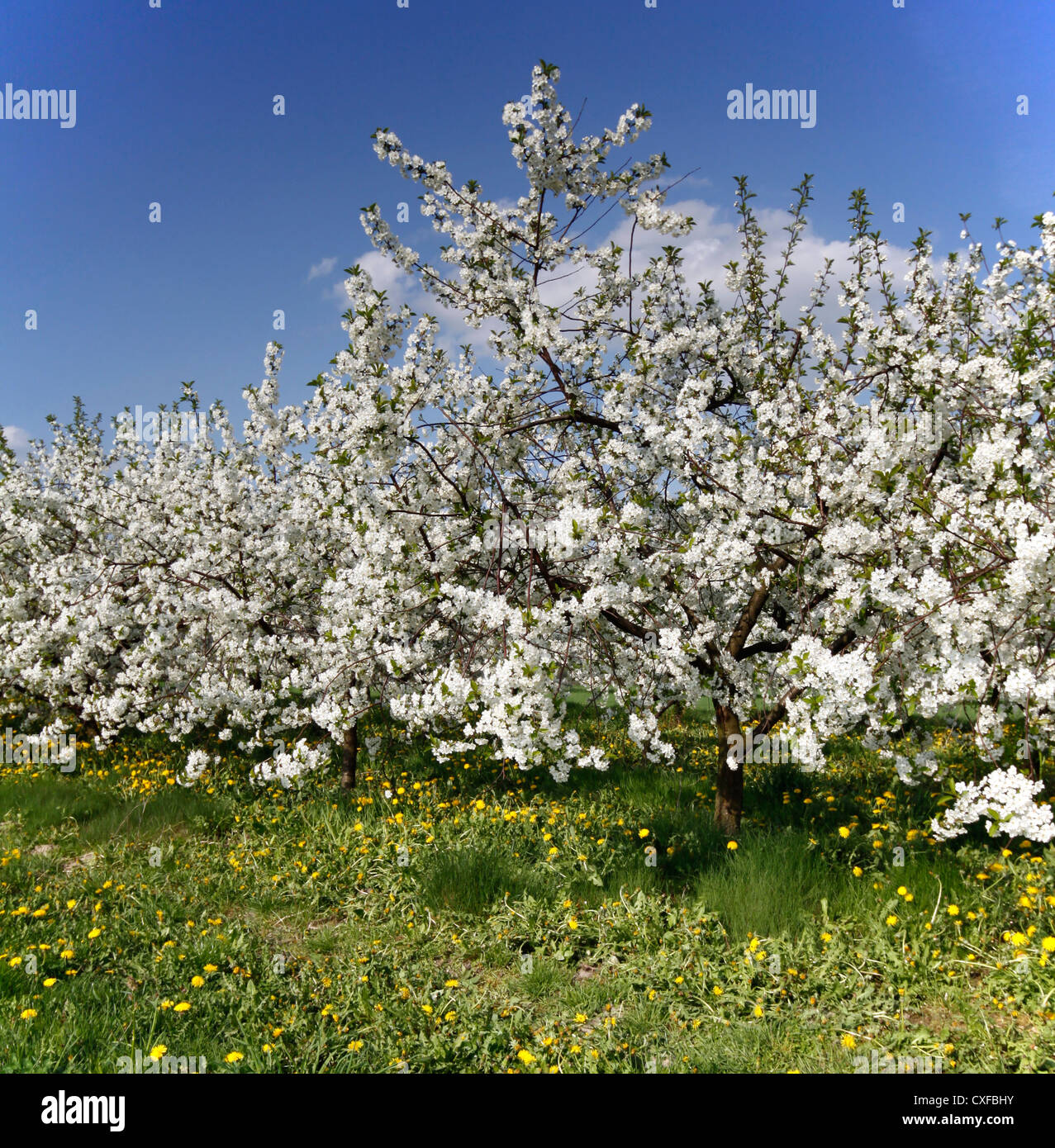 Blooming orchard with spring Stock Photo - Alamy