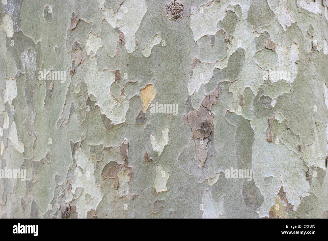 Layered bark hi-res stock photography and images - Alamy
