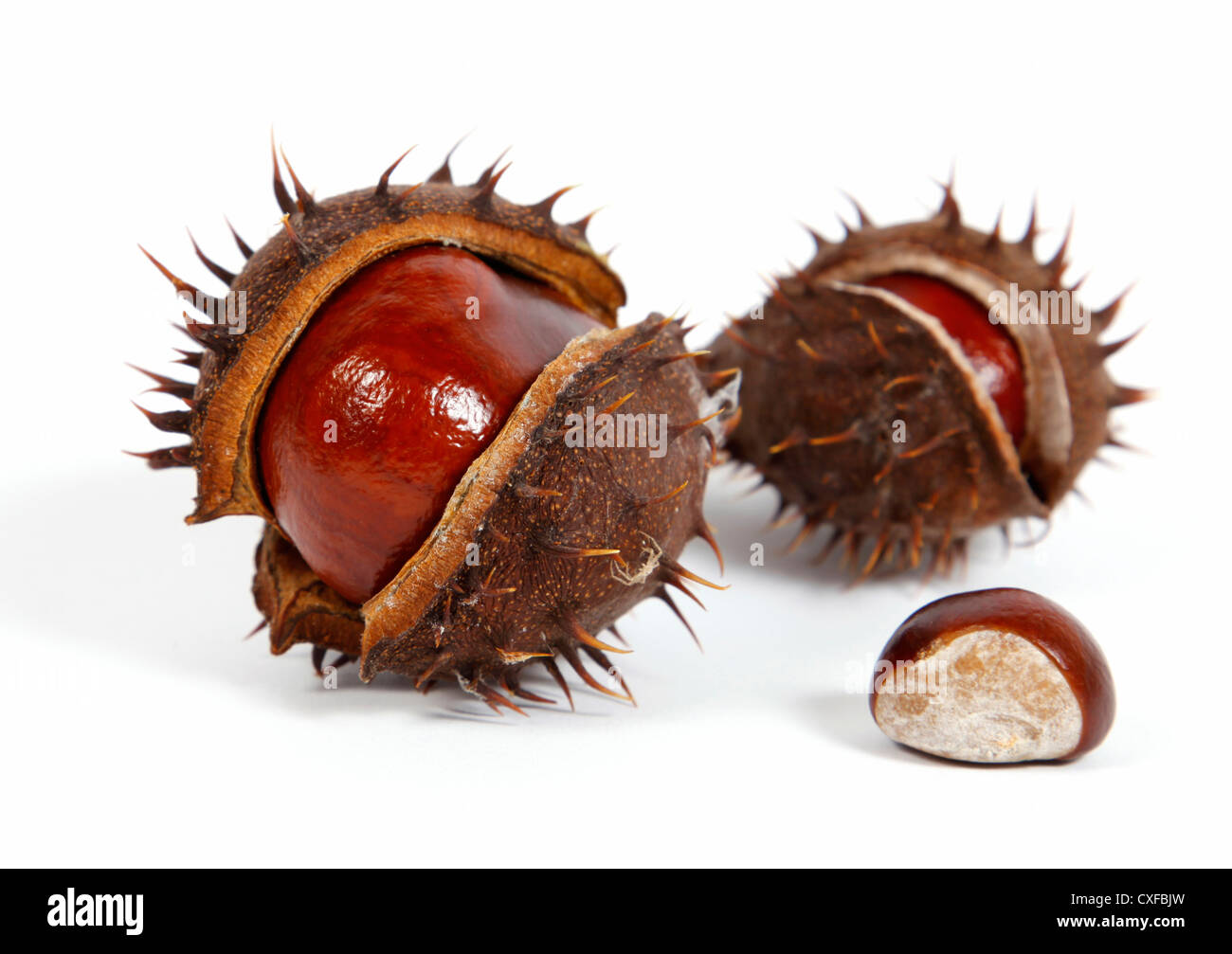 Chestnut on the white background Stock Photo - Alamy