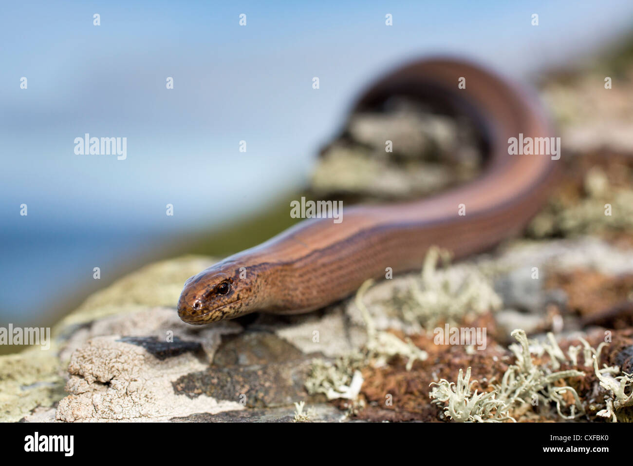 Slow Worm; Anguis fragilis; at Godrevy; Cornwall; UK Stock Photo - Alamy