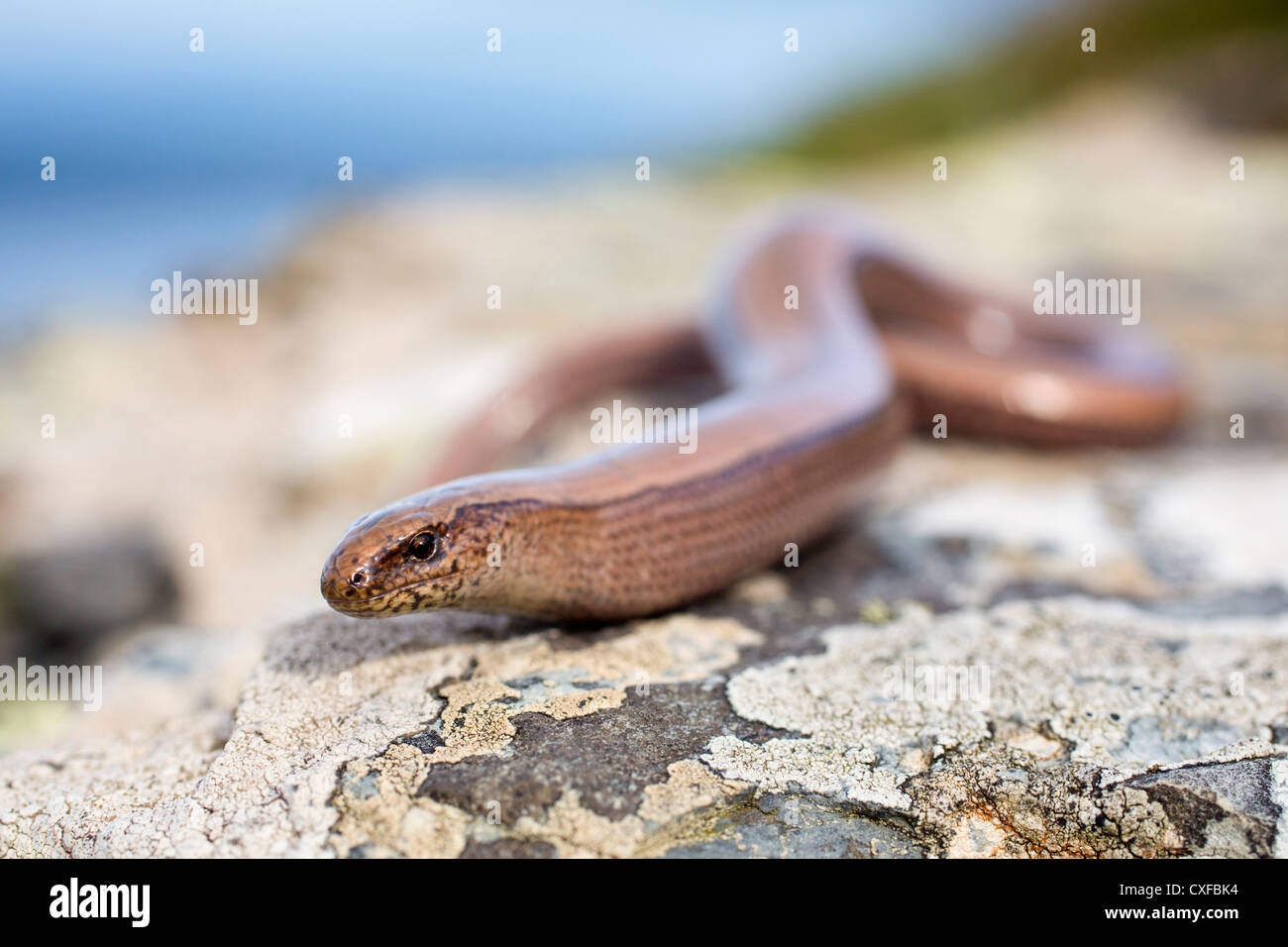 Slow worm uk hi-res stock photography and images - Alamy