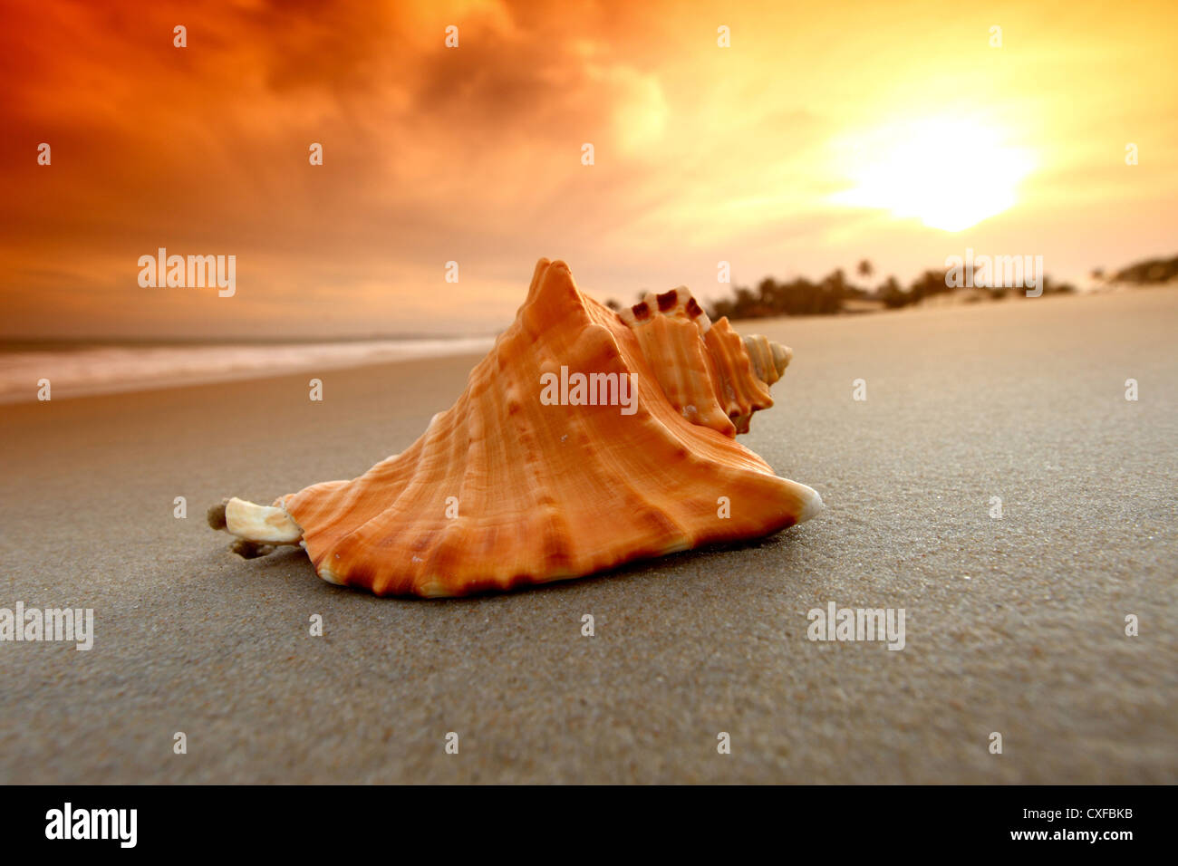 shell on sand under sunset sky Stock Photo - Alamy
