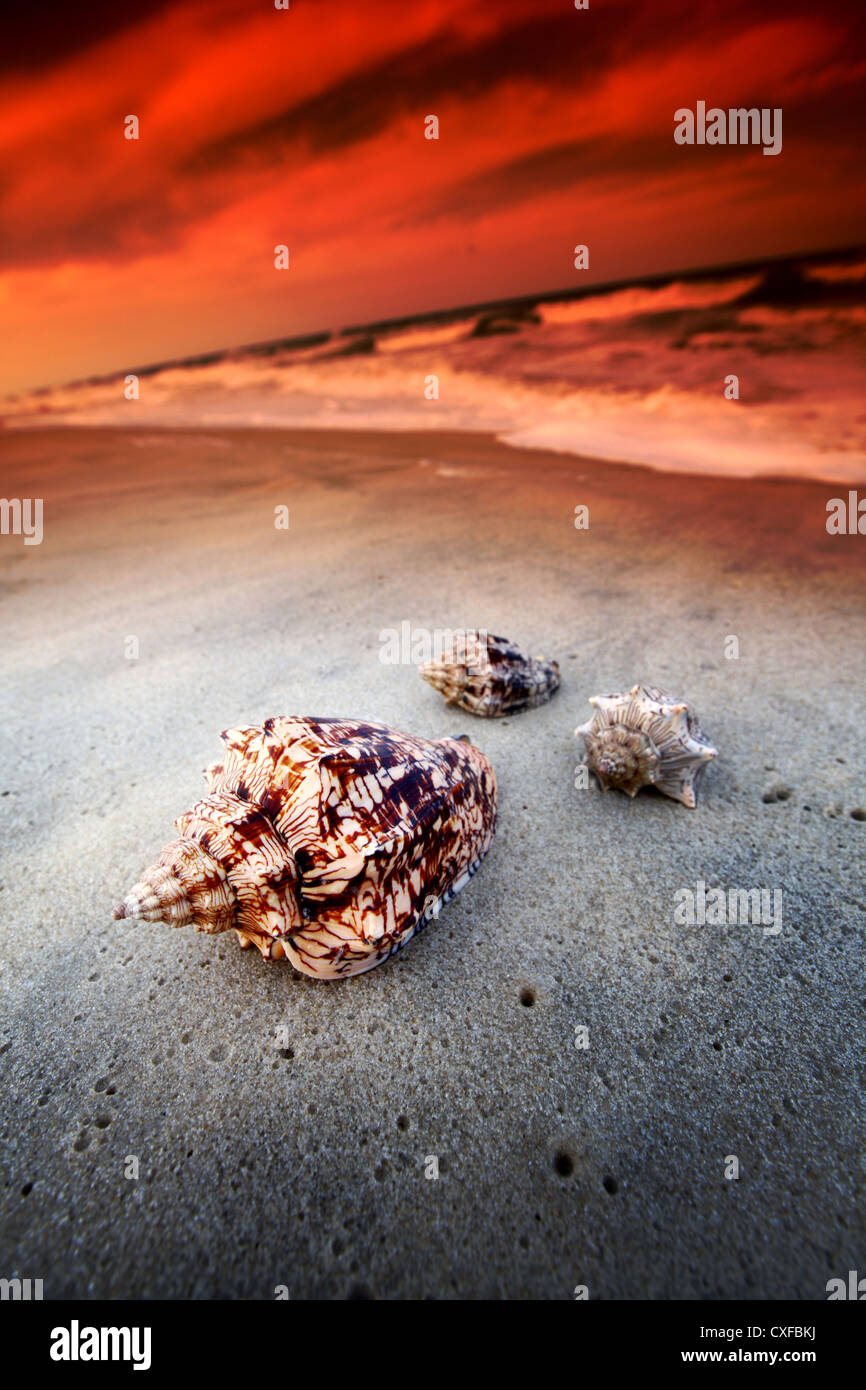 shell on sand under sunset sky Stock Photo - Alamy