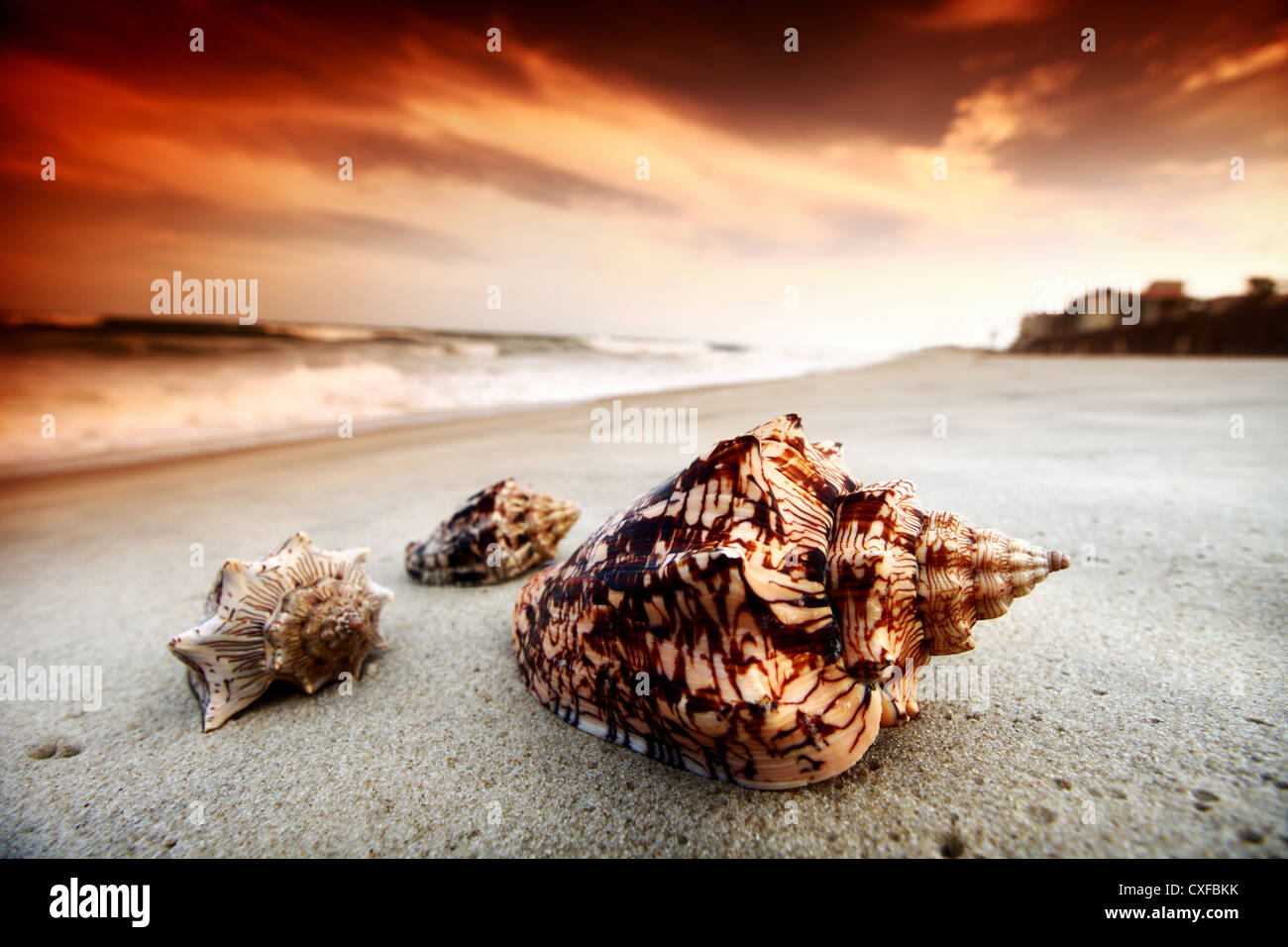 shell on sand under sunset sky Stock Photo - Alamy