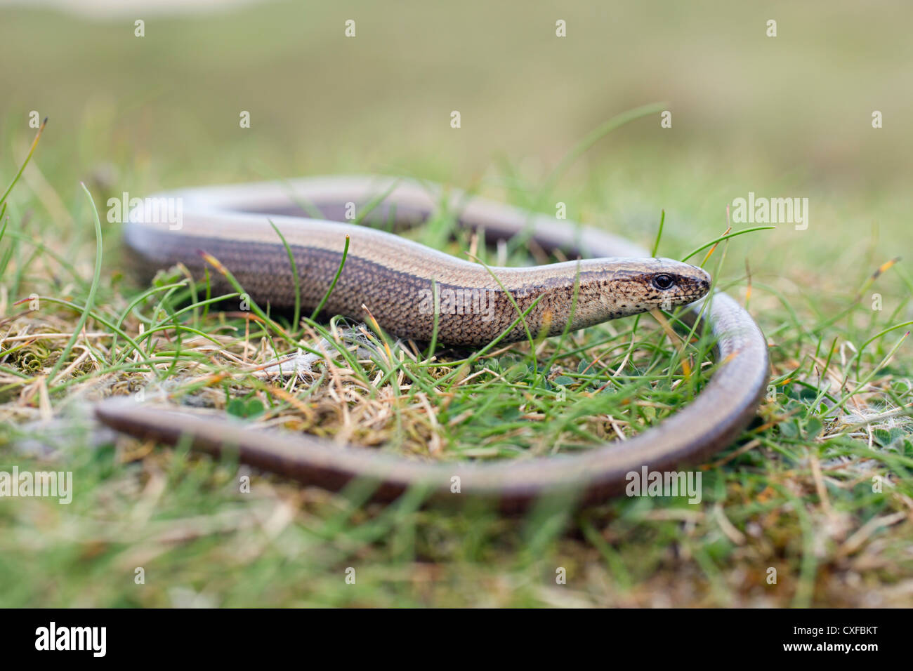 Slow worm High Resolution Stock Photography and Images - Alamy