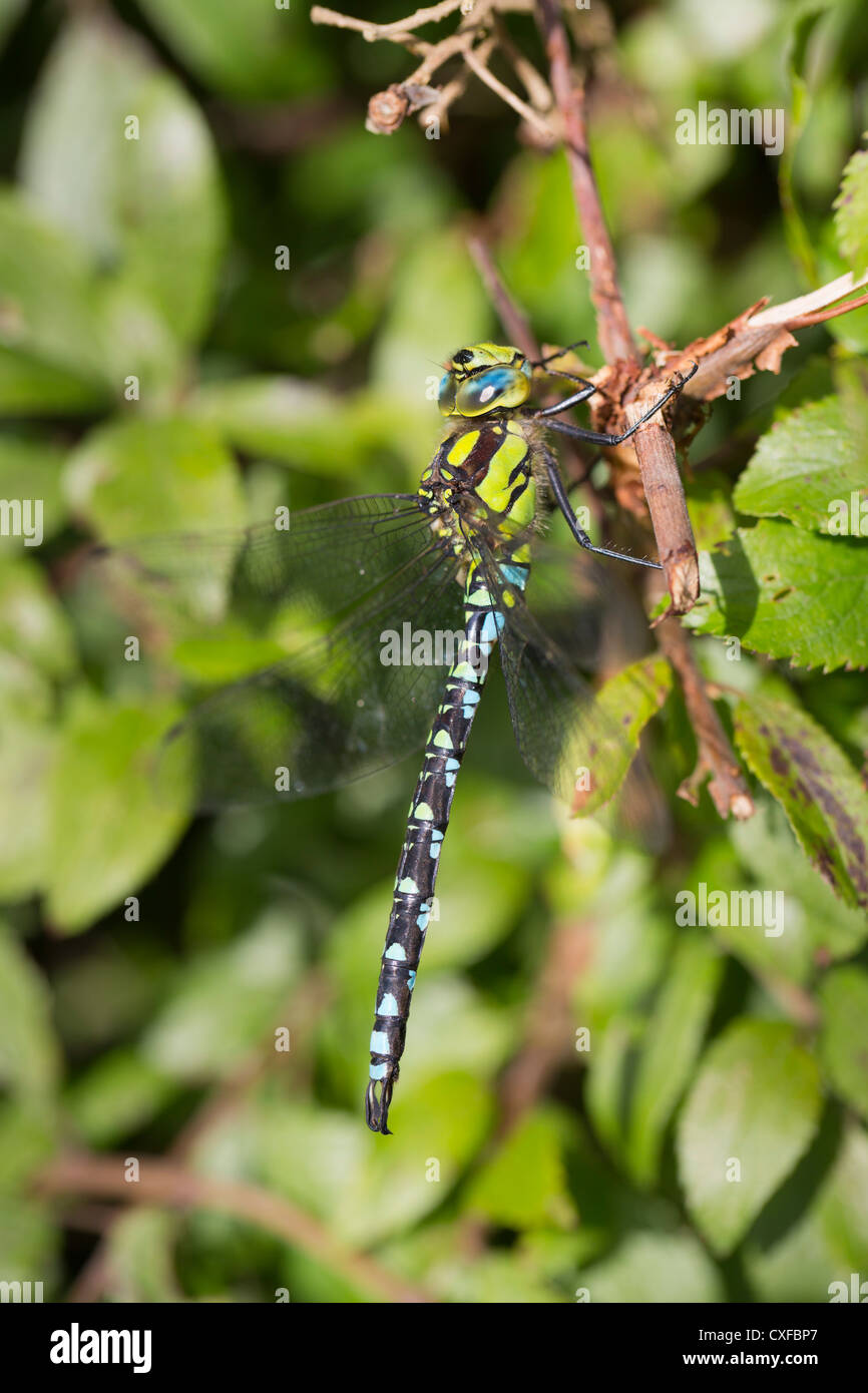 Southern Hawker; Aeshna cyanea; dragonfly; male; UK Stock Photo - Alamy