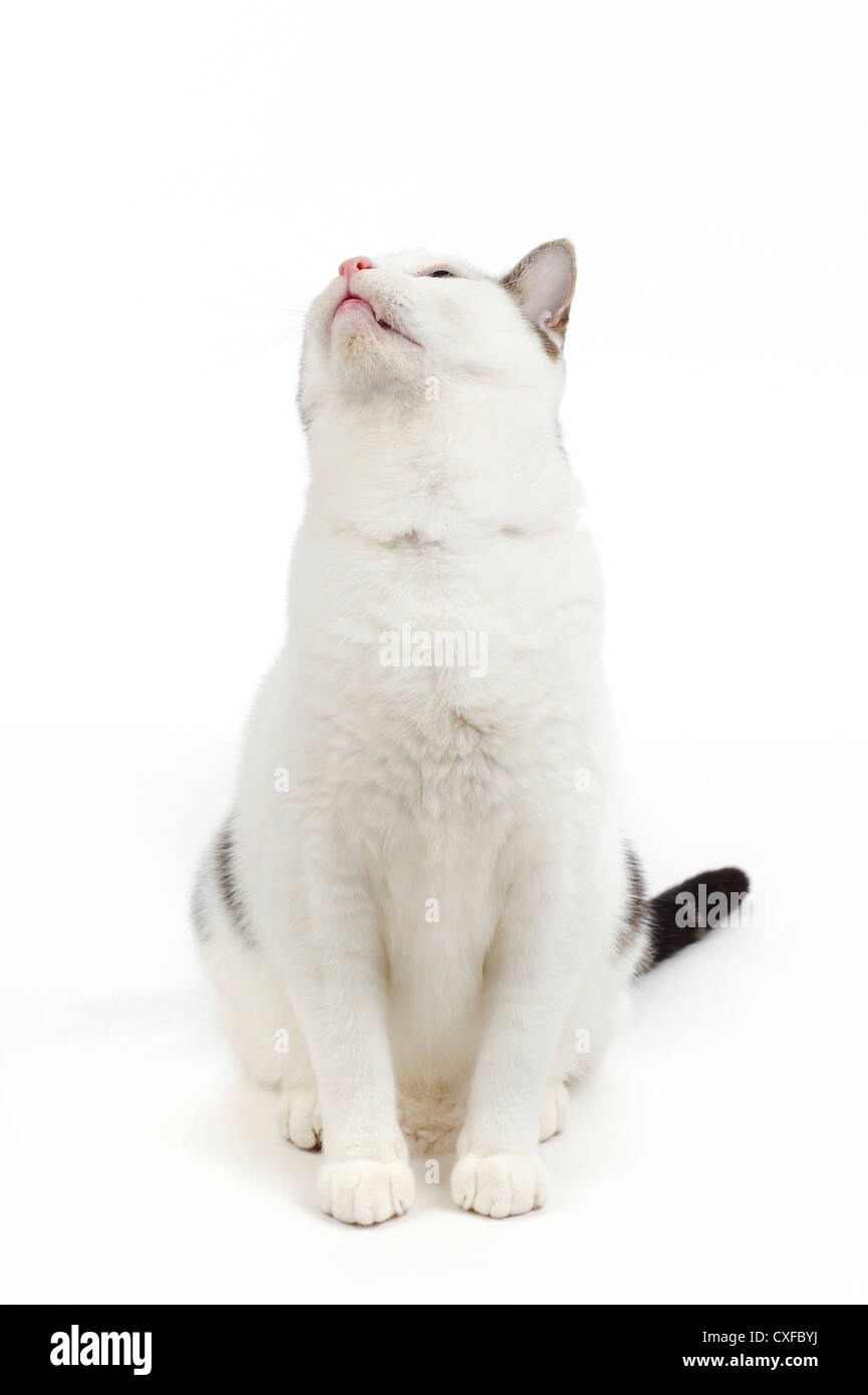 Cat sitting, studio shot with white background Stock Photo - Alamy