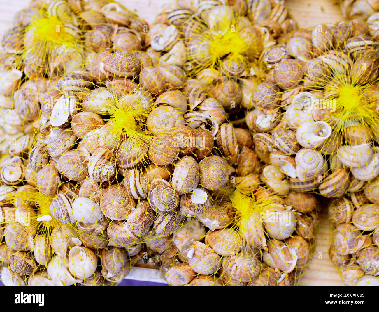 Clam with several color hi-res stock photography and images - Alamy