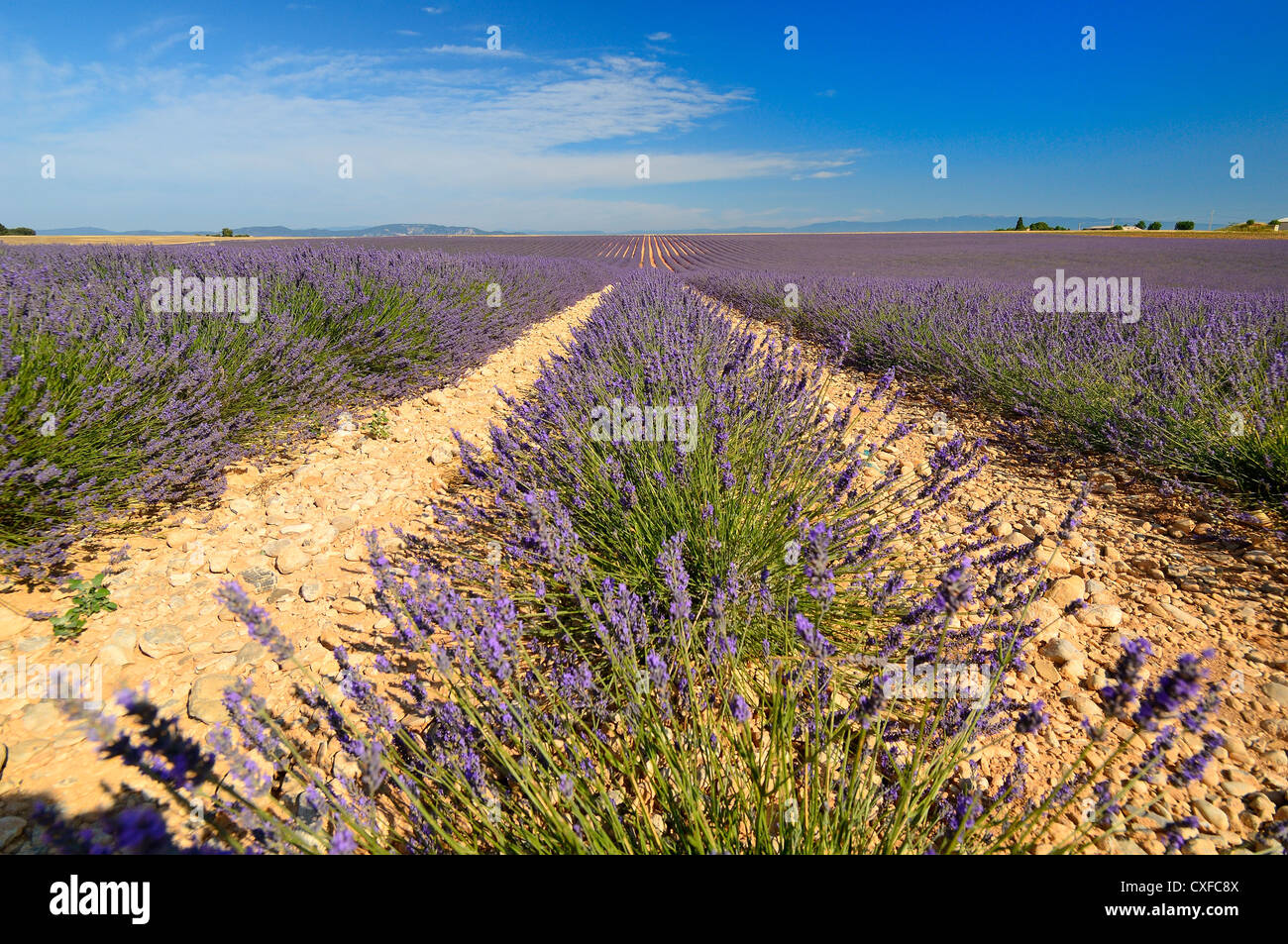 Champs de lavande Valensole Haute Provence France Stock Photo - Alamy