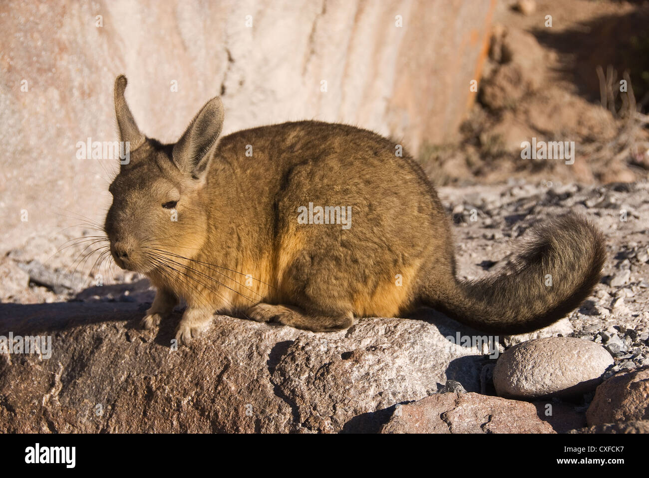 Viscacha hi-res stock photography and images - Alamy