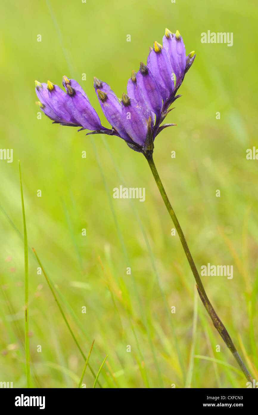 Burmannia coelestis D.Don is rare plants (in thailand) due to the ...