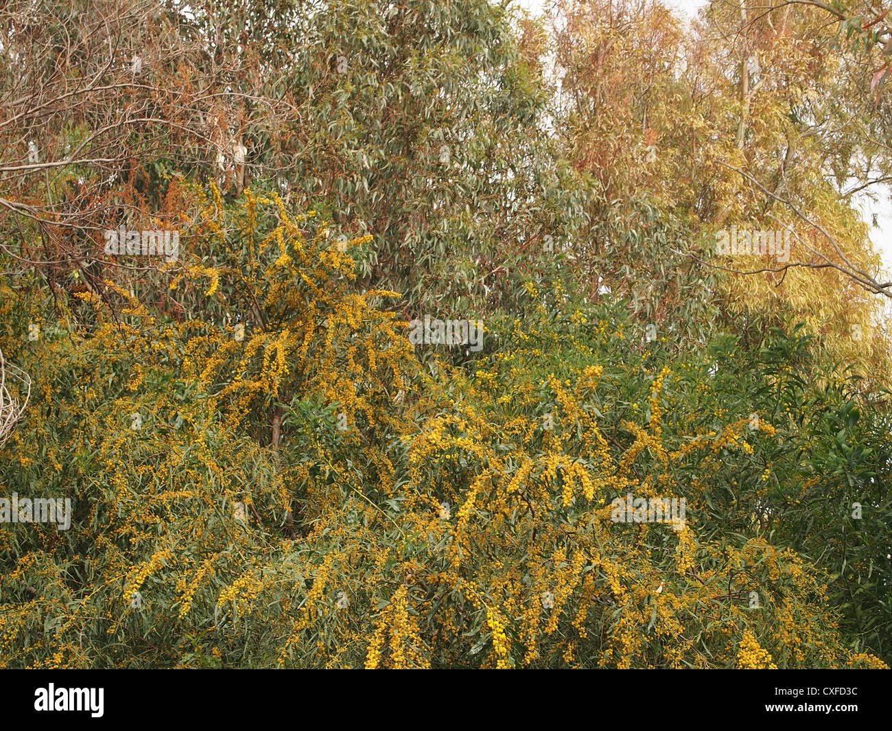 A colorful mimosa tree Stock Photo - Alamy