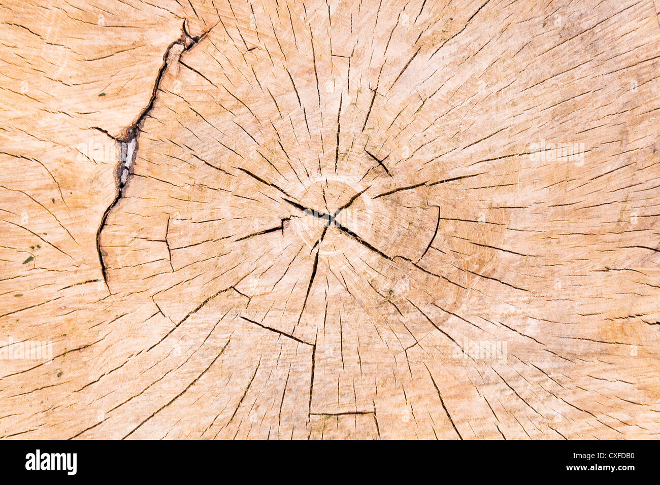 Texture of tree stump as background Stock Photo - Alamy