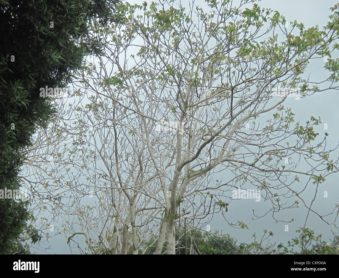 An interesting tree with white stem Stock Photo - Alamy