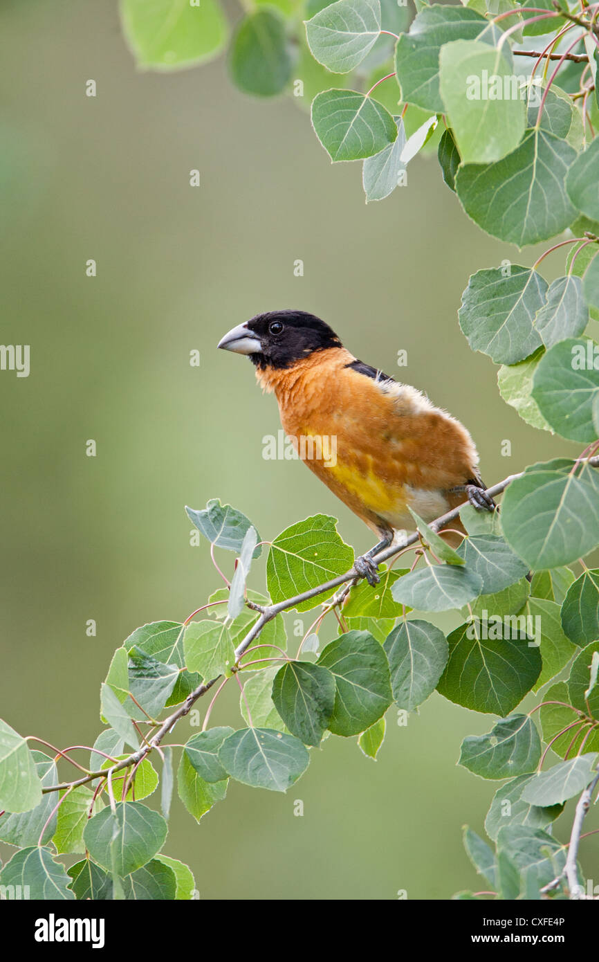 Black headed Grosbeak bird songbird perching in Aspen Tree vertical ...