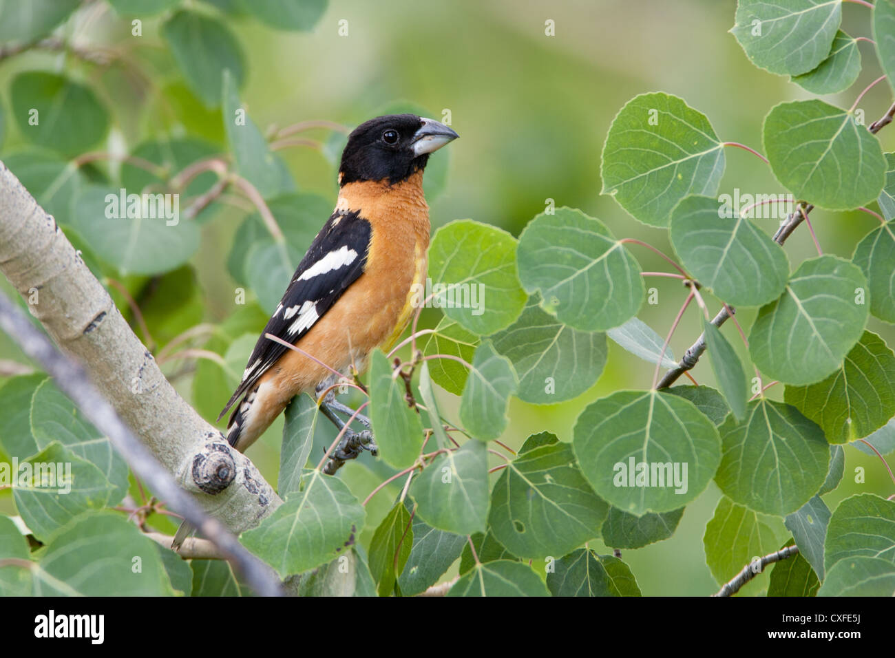 Black headed Grosbeak bird songbird perching in Aspen Tree Stock Photo ...