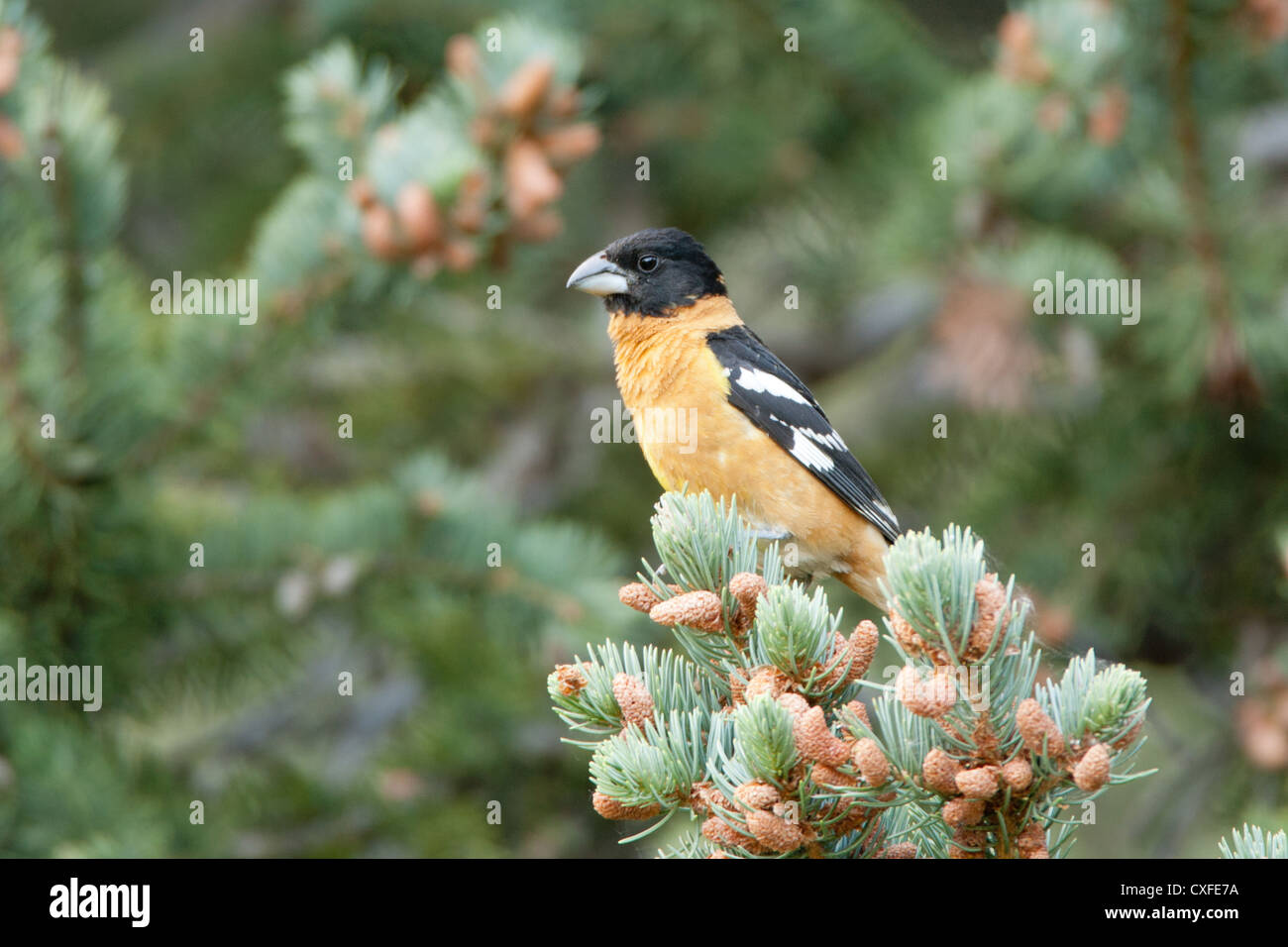Black headed Grosbeak bird songbird perching in Spruce Tree Stock Photo ...