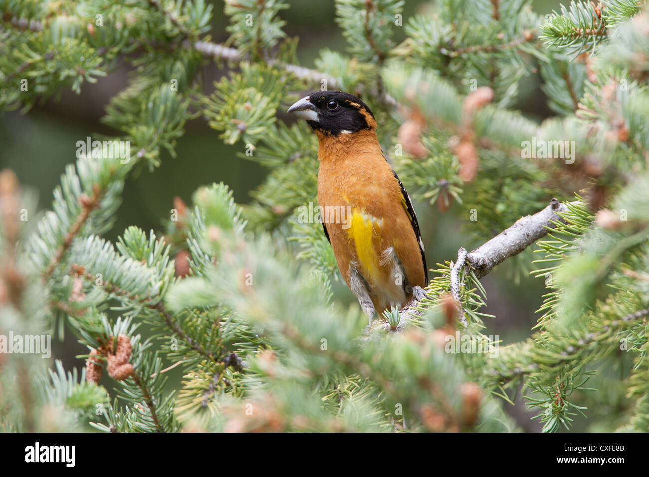 Black headed Grosbeak bird songbird perching in Spruce Tree Stock Photo ...