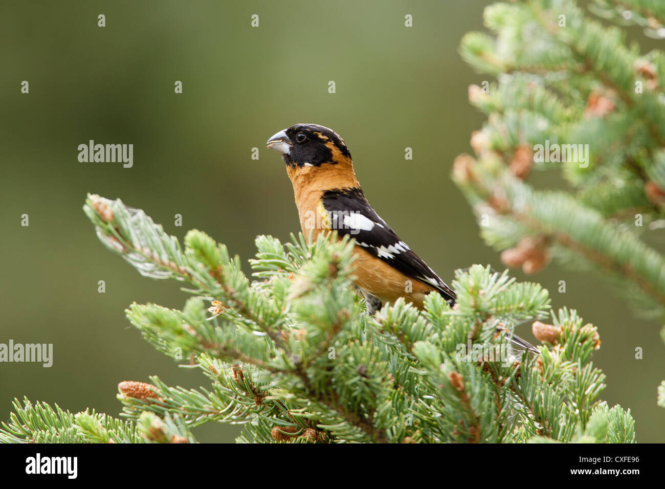 Black headed Grosbeak bird songbird perching in Spruce Tree Stock Photo ...