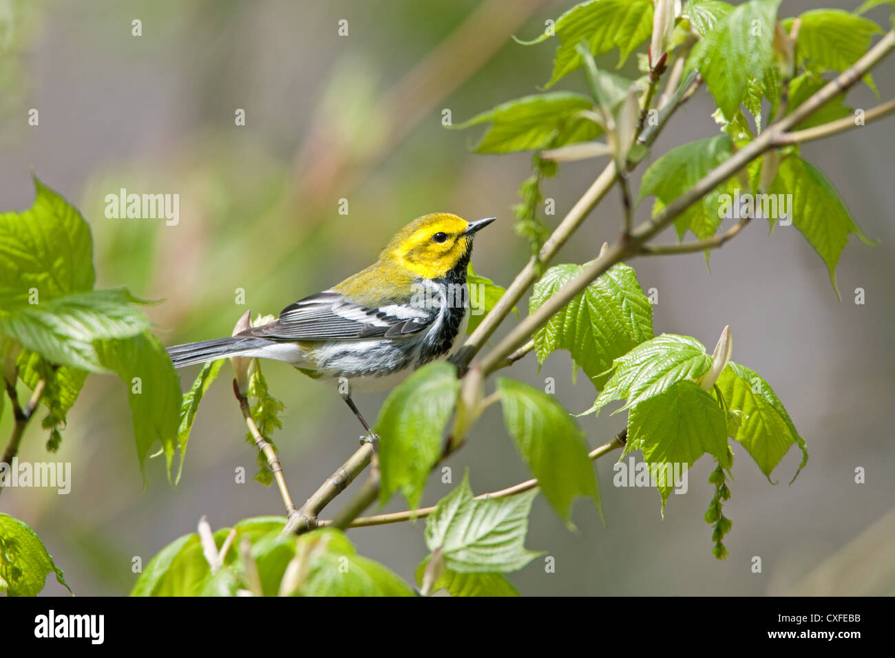 Black throated Green Warbler bird songbird perching Stock Photo - Alamy