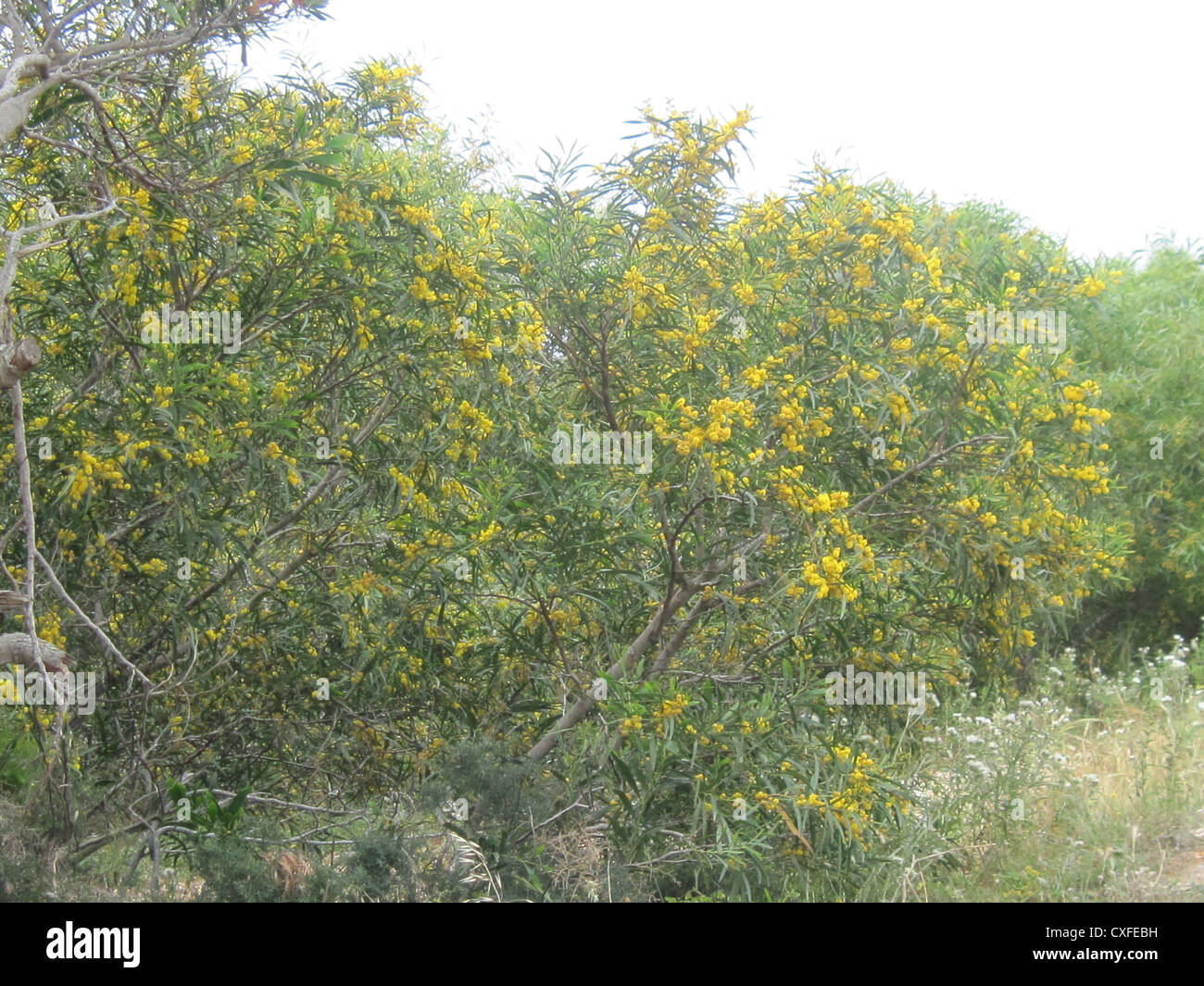 Mimosa trees in wild Stock Photo - Alamy