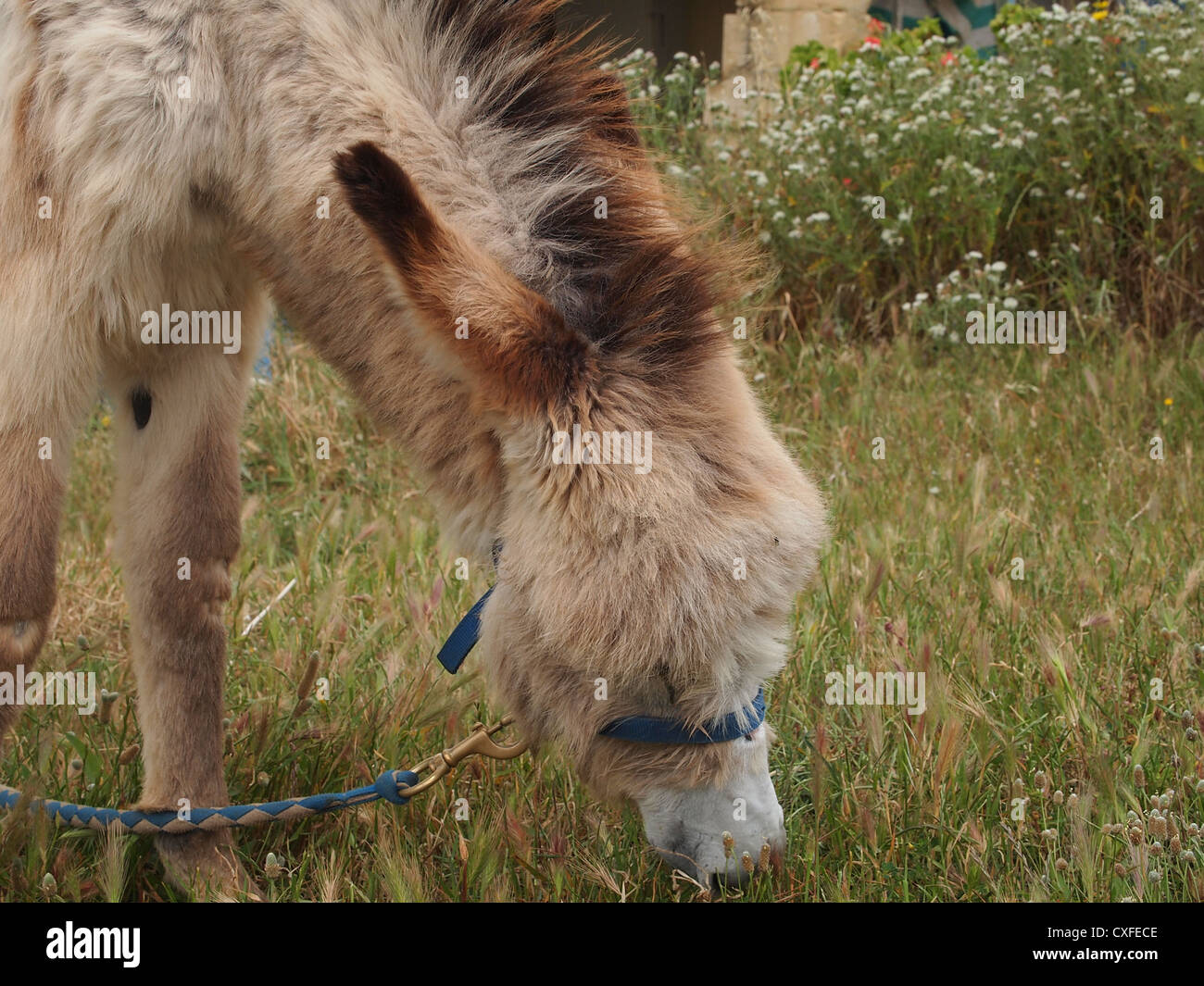 A close up of small donkey Stock Photo - Alamy